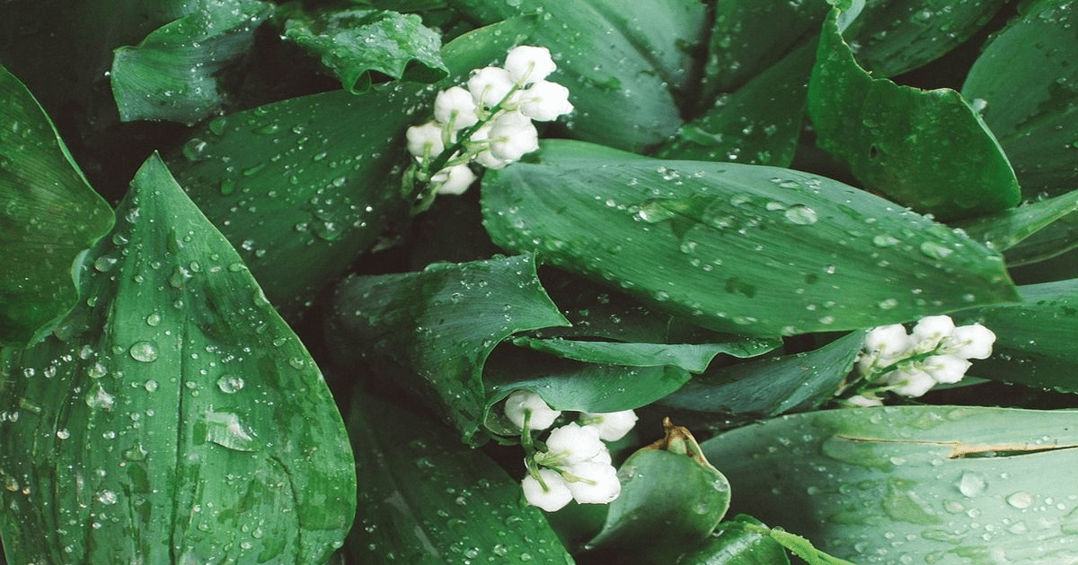 Lăcrămioara, simbol al purităţii