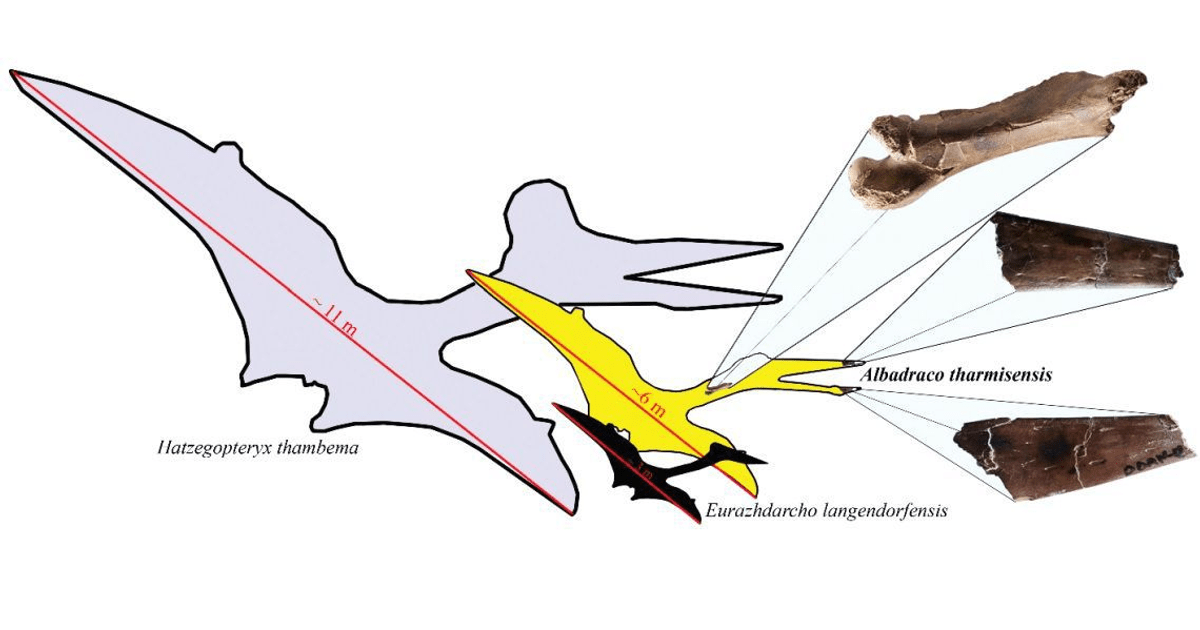 Albadraco tharmisensis, „dragonul zburător” din Transilvania