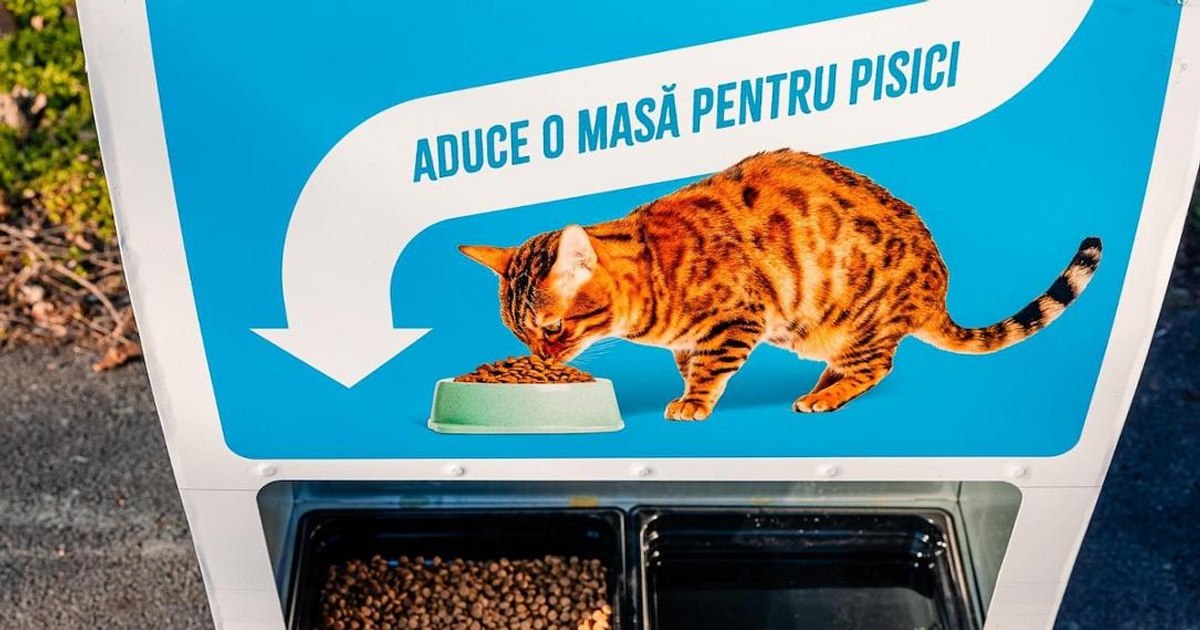 Bucureștenii care reciclează PET-uri pot hrăni pisici fără adăpost. Cum ...