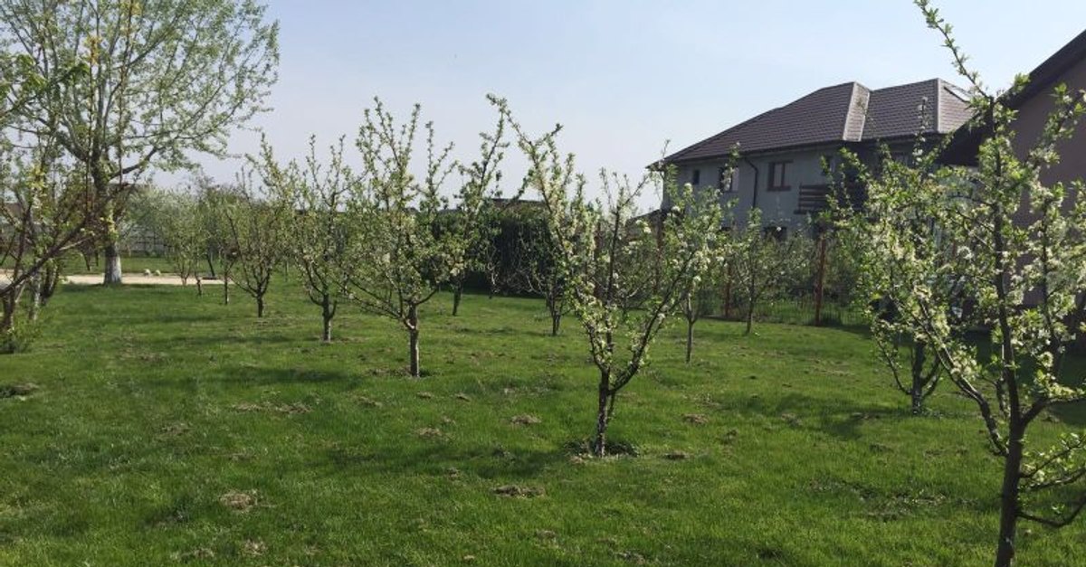 N-ai voie să tai acest copac, chiar dacă se află în propria ta curte ...