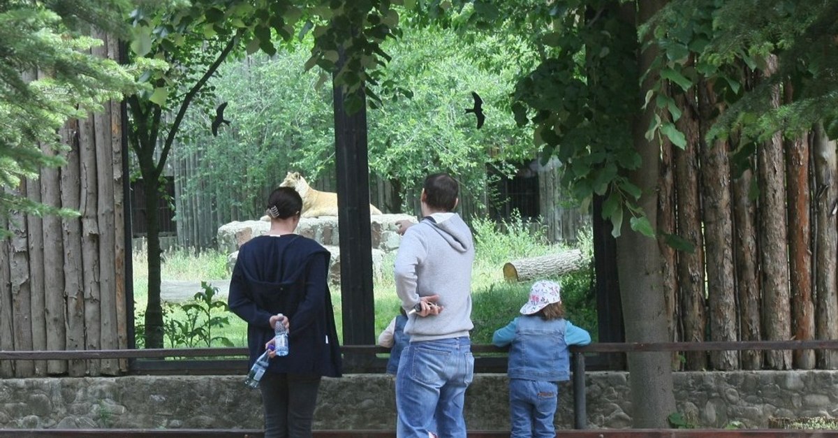 REPORTAJ Ei sunt puii pandemiei! La Zoo Băneasa s-au născut 5 pui de muflon