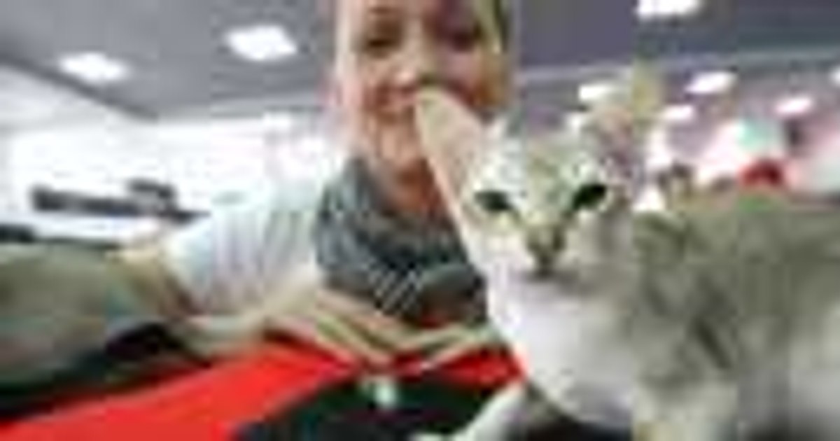 FOTOGALERIE Cele mai rare şi vechi rase de pisici din lume au fost ...