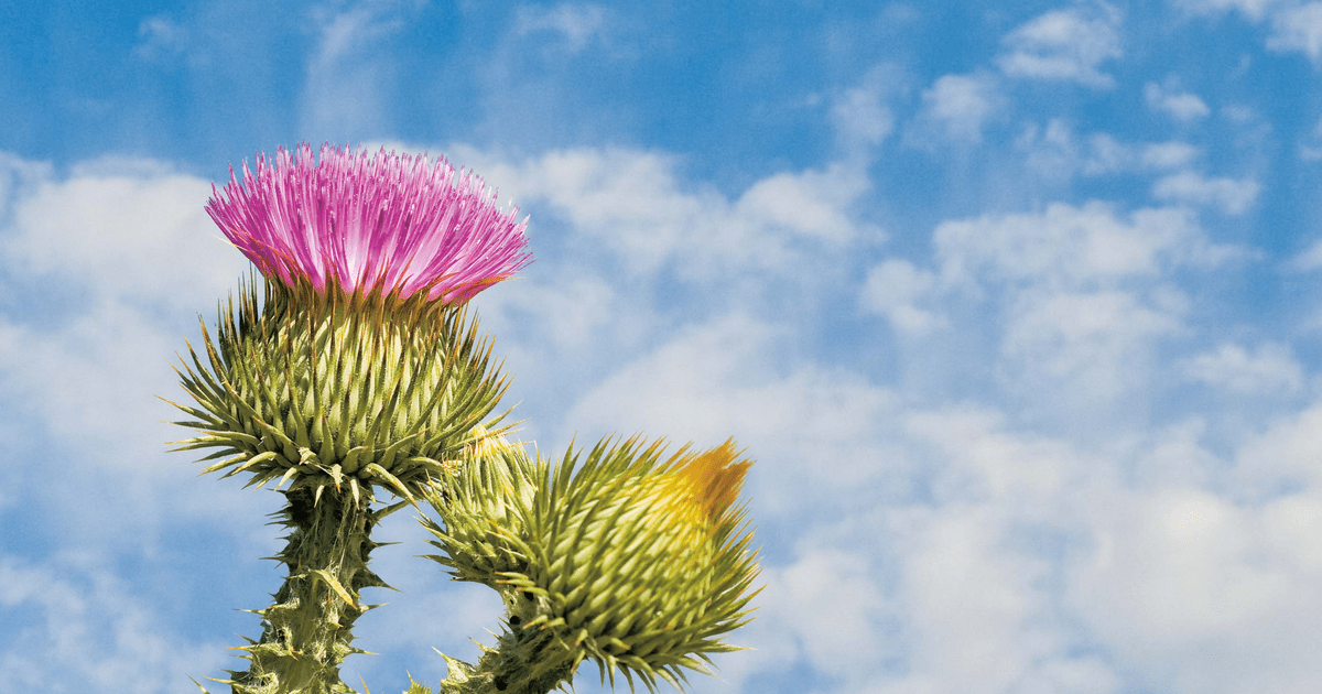 3 buruieni de leac adevărat