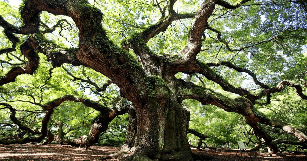 Arbori seculari din lume