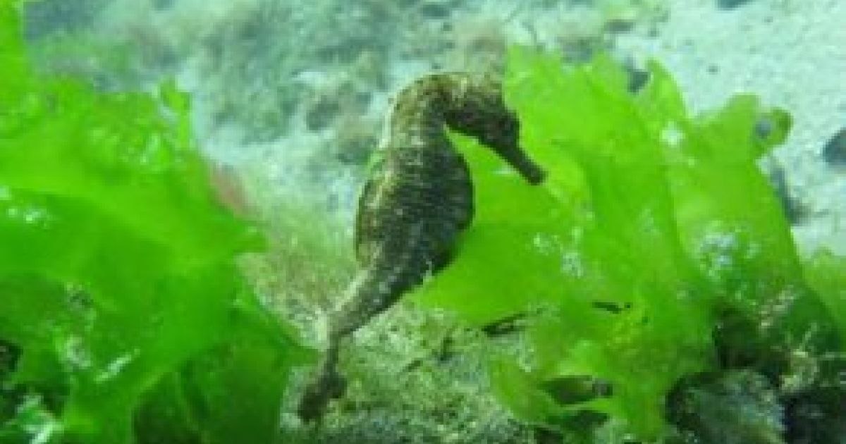 Raport: Specii de sturion, delfin, rechin, pe cale de dispariţie în ...