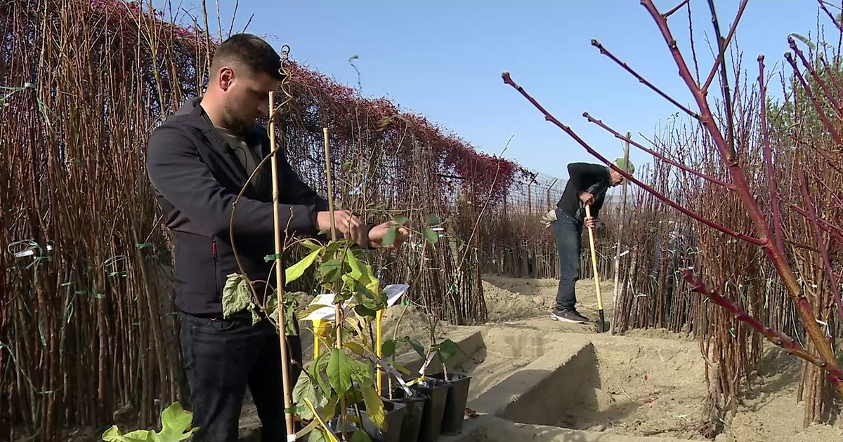 Acum este momentul plantării culturilor exotice. Puieți de kiwi ...