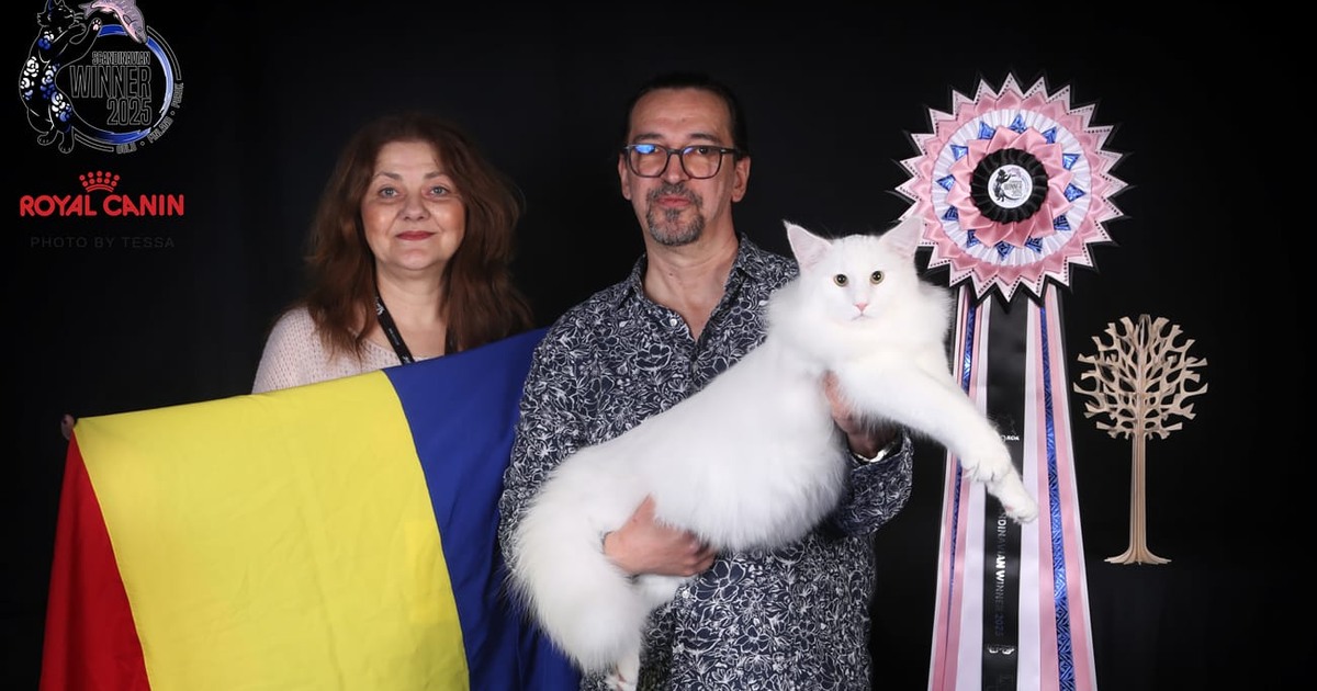 Un motan Norvegian de Pădure născut în România i-a învins pe scandinavi ...