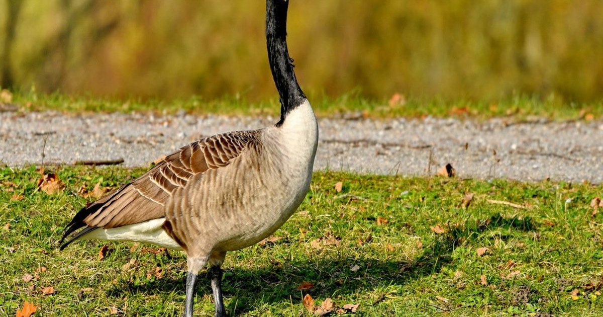Gâscă canadiană, pe un lac din centrul Clujului. Specialiștii susțin că ...