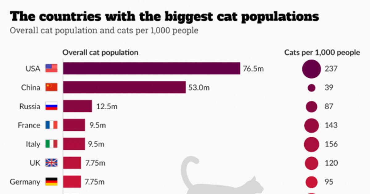 Ţările cu cele mai multe pisici: statul care găzduieşte 76 de milioane ...