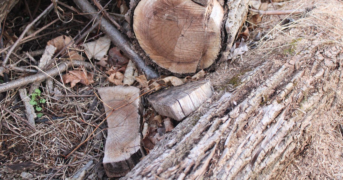 Copacul pe care n-ai voie să-l tai în România, chiar și în propria ...