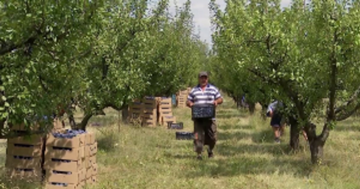 Invitaţie la cules de prune, în livada de la Istriţa: Mănânci cât vrei ...