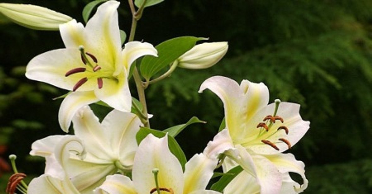 Ce simbolizează crinul. Află totul despre legenda acestei plante