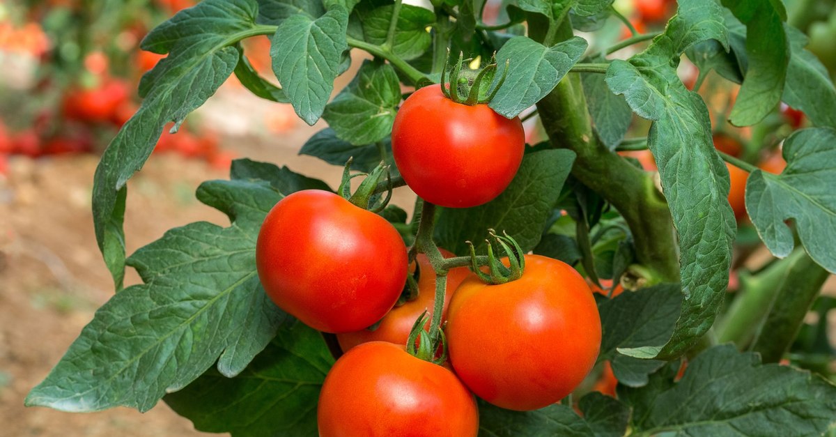 Copacul care produce roșii poate ajunge până la 4 metri înălțime și are ...