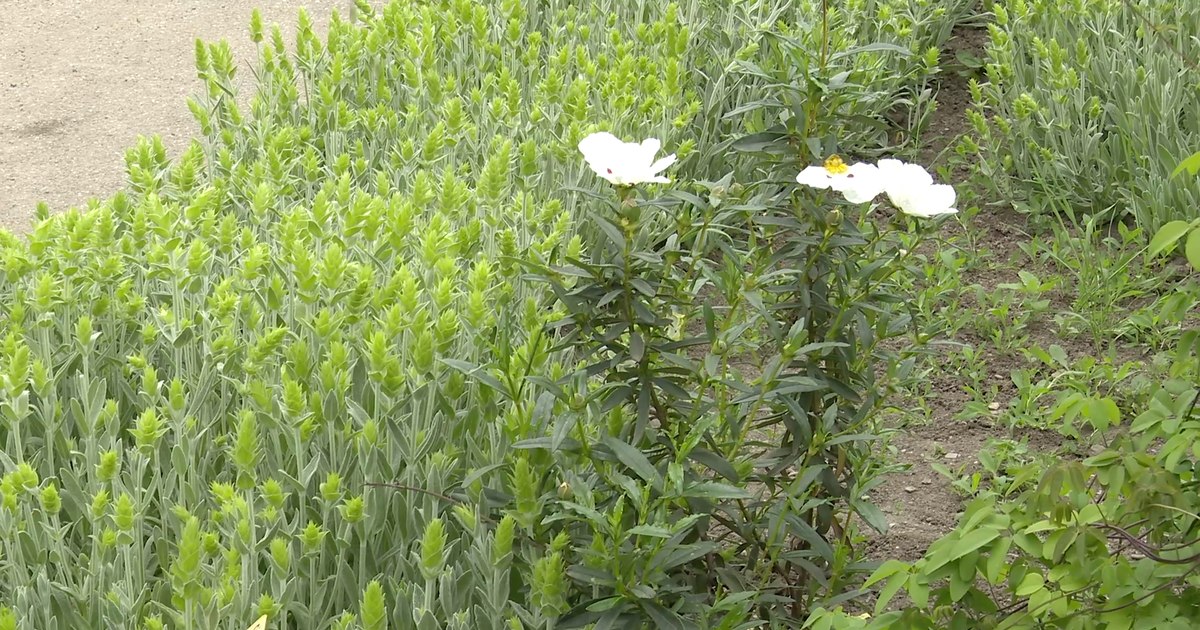 O floare rară, folosită la prepararea sfântului mir, va ajunge în ...