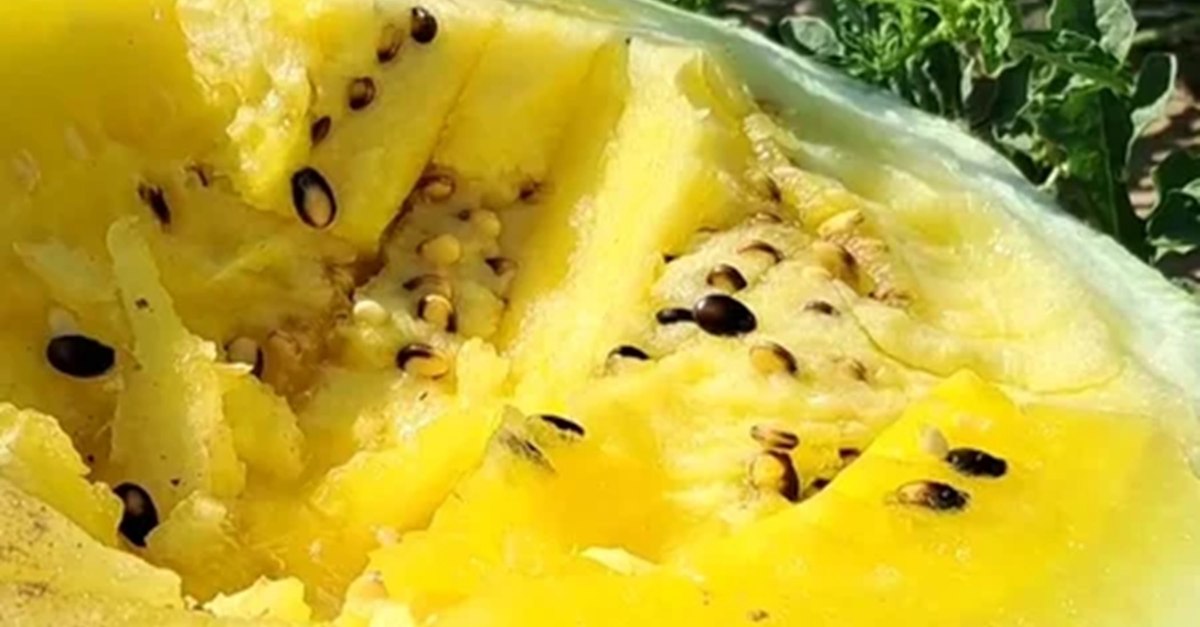 Pepenele verde cu miez galben, vedeta acestei veri. Fermierul din Dolj ...