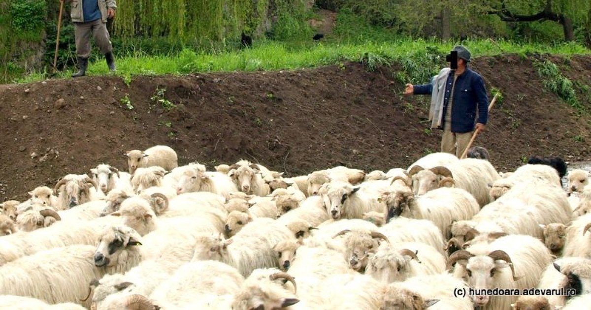 Ciobanii şi-au făcut asociaţie. Ce nemulţumiri au crescătorii de oi, în ...