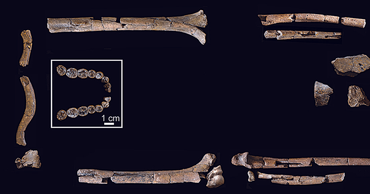 Cel mai bine păstrat schelet de Homo habilis descoperit vreodată are o ...