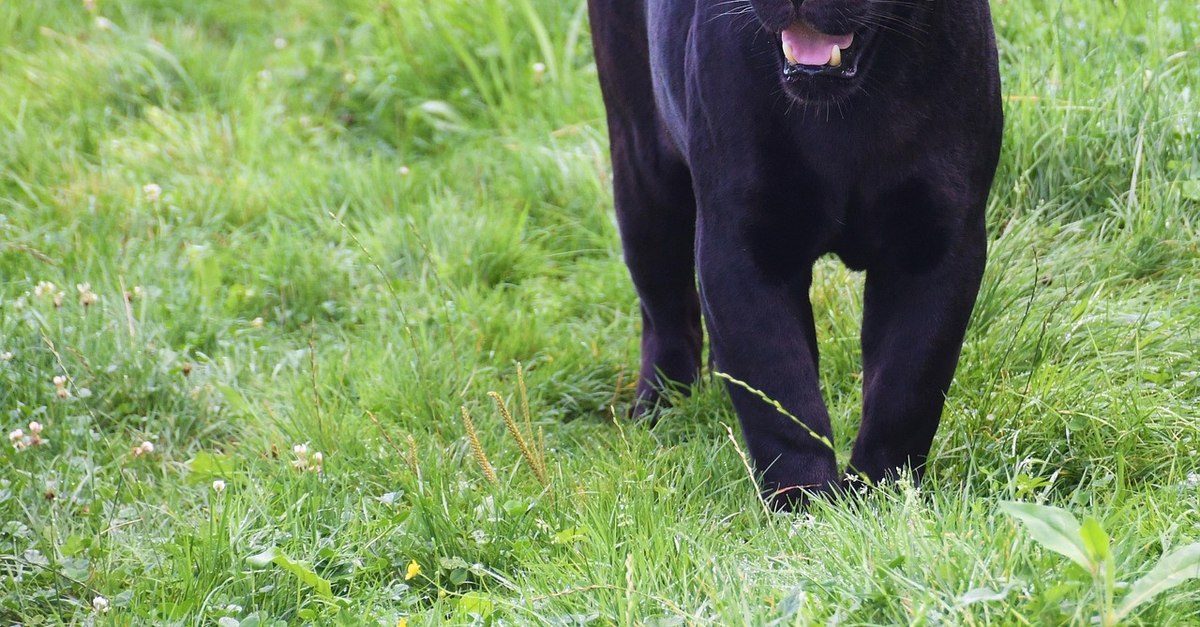 Pantera neagră din Bulgaria a fost văzută iar pe teritoriul României ...