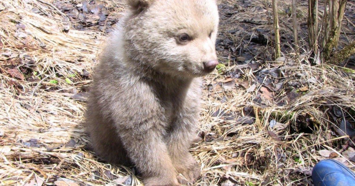 Sibiu: Pui de urs, găsit în zona Porumbacu de Sus şi dus la Grădina ...