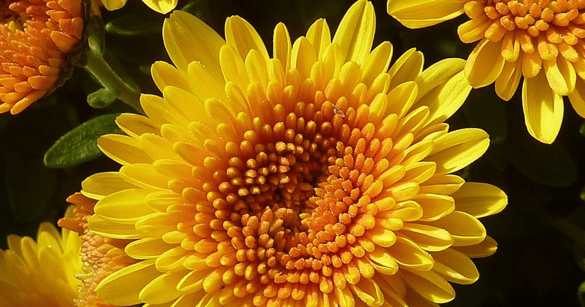 Crizantemele, florile de aur ale toamnei