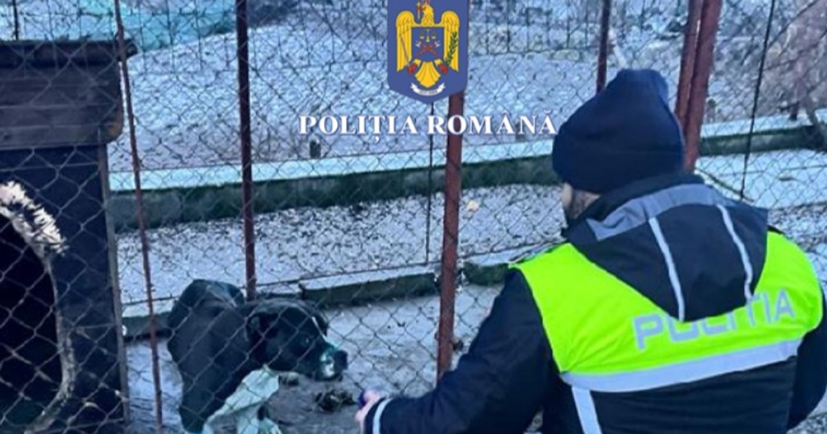 Percheziții la persoane bănuite de organizarea de lupte între câini ...