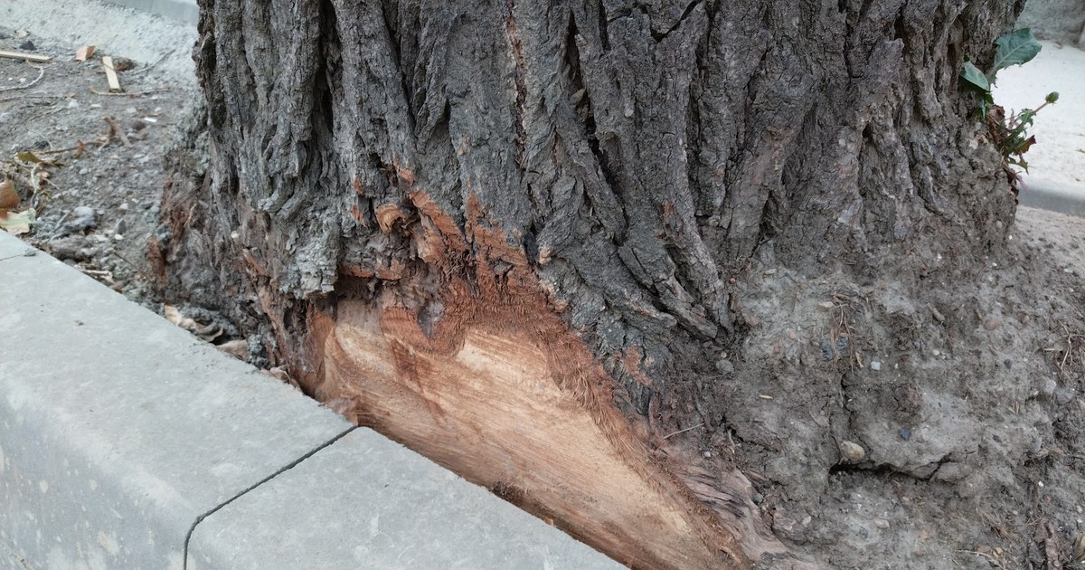 Dorel lovește și la Focșani. Copaci ciuntiți cu flexul pentru a face ...