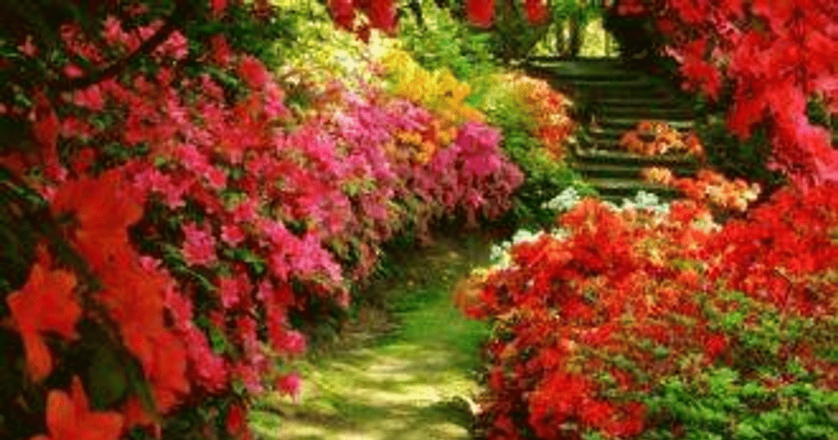 Flori de grădină care înfloresc toată vara