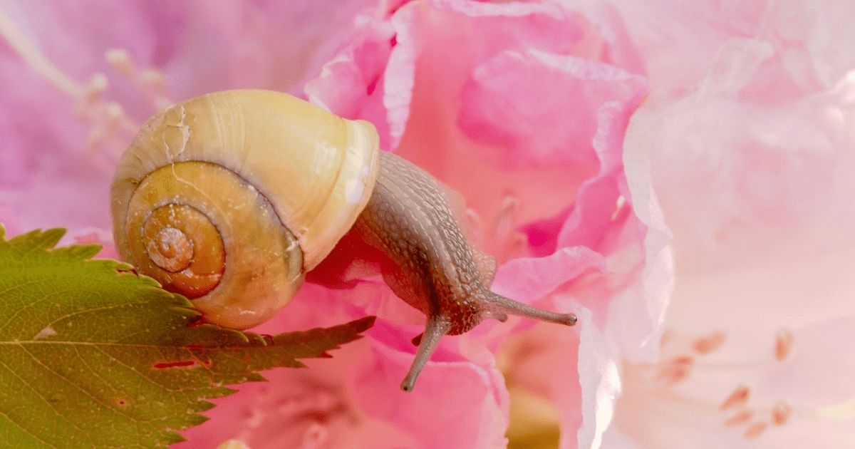 Melc, melc, codobelc