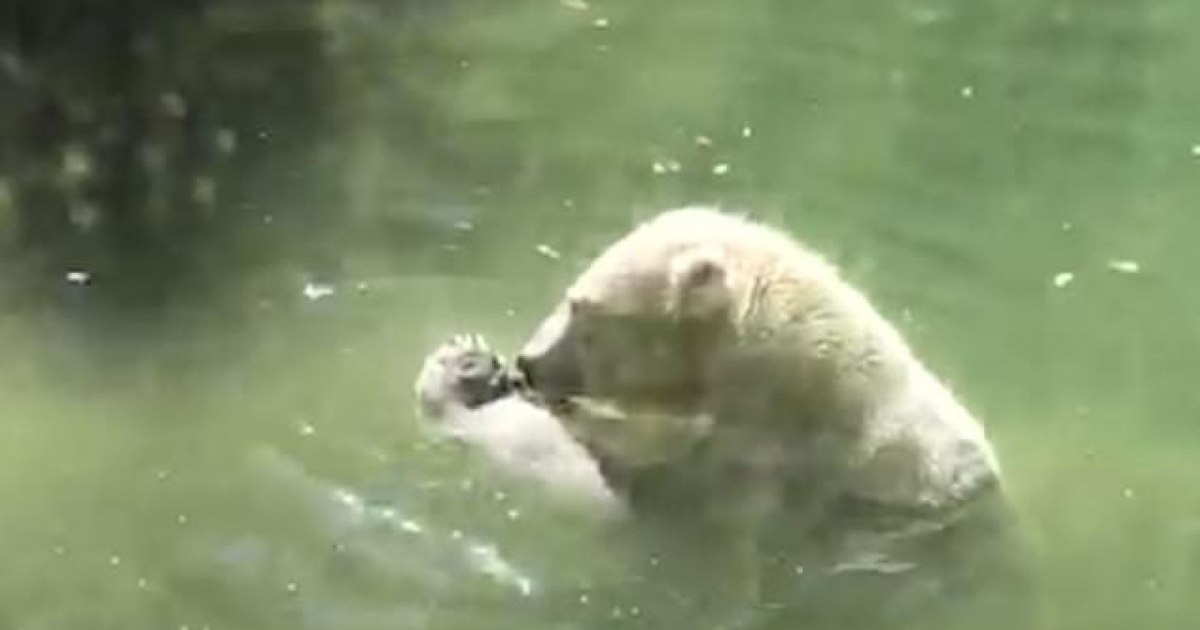 Un urs polar încearcă să reînvie pasărea care i-a fost servită drept ...