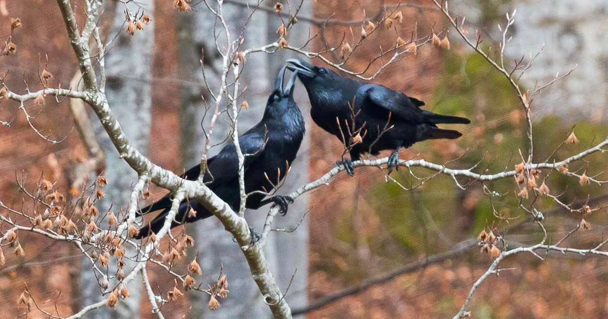 Ritualul de împerechere al unei perechi de corbi, surprins în Bucegi ...