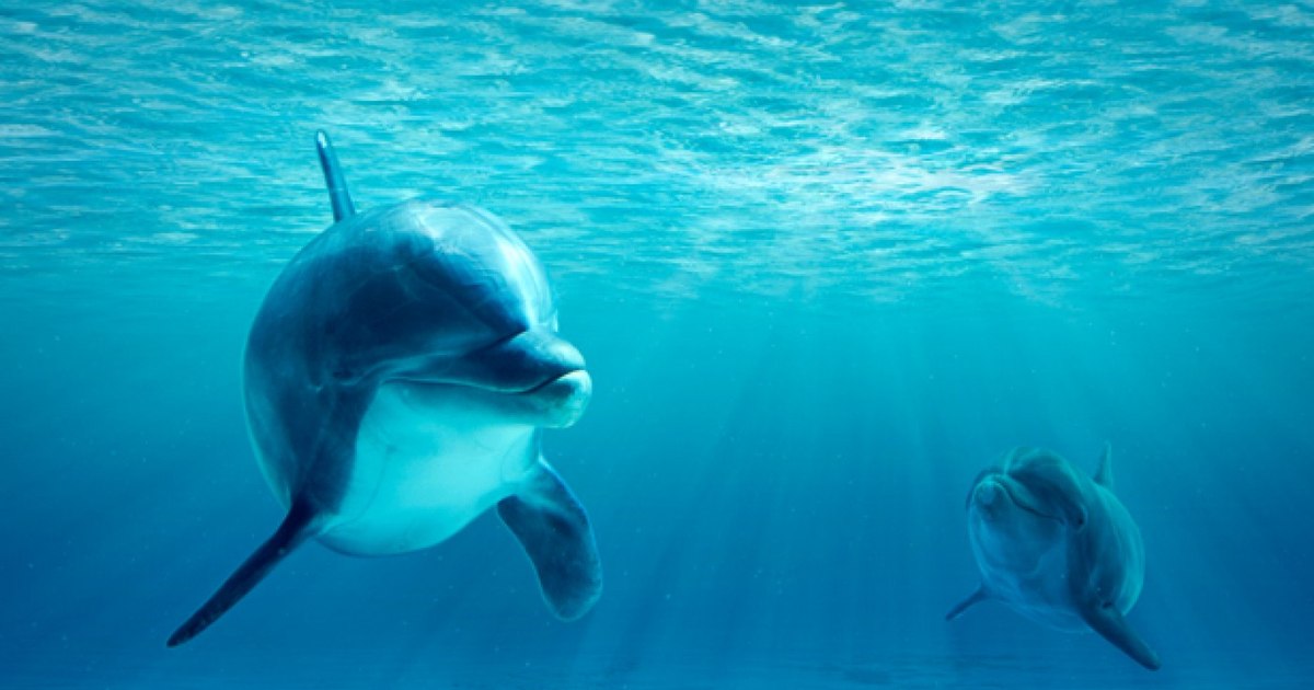 Patru lucruri pe care nu le ştiai despre delfini. Cum se droghează ...