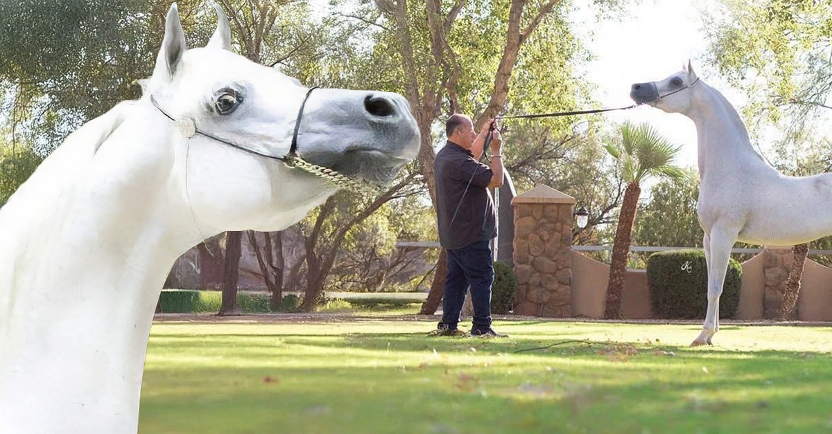 Cum arată cel mai scump cal arab pur sânge din România. Șeicul din ...