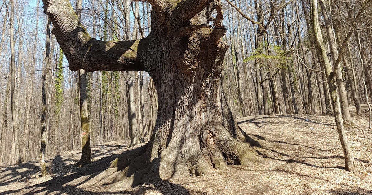 „Stejarul de 1.000 de ani” din România are traseu marcat. Cum pot ...