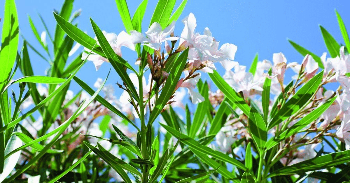 Leandrul, frumosul mediteranean