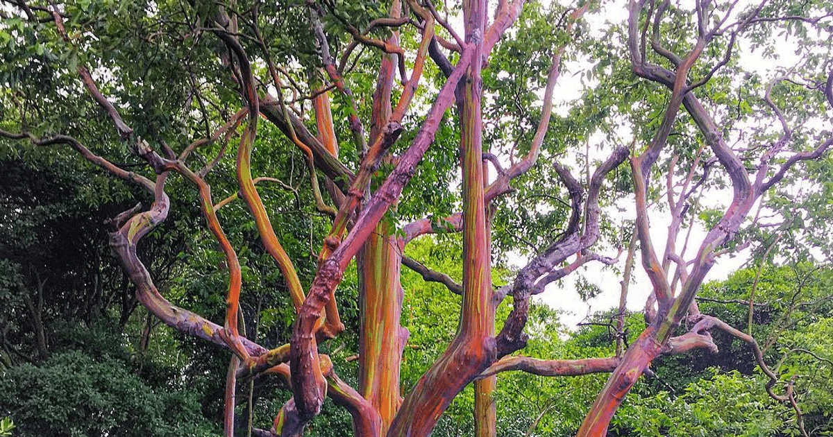 GALERIE FOTO 5 specii de arbori incredibili. Îţi vor reaminti cât de ...