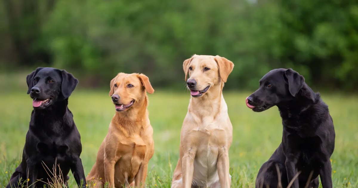 De ce își ling câinii botul? Experții avertizează că nu e semn de foame ...