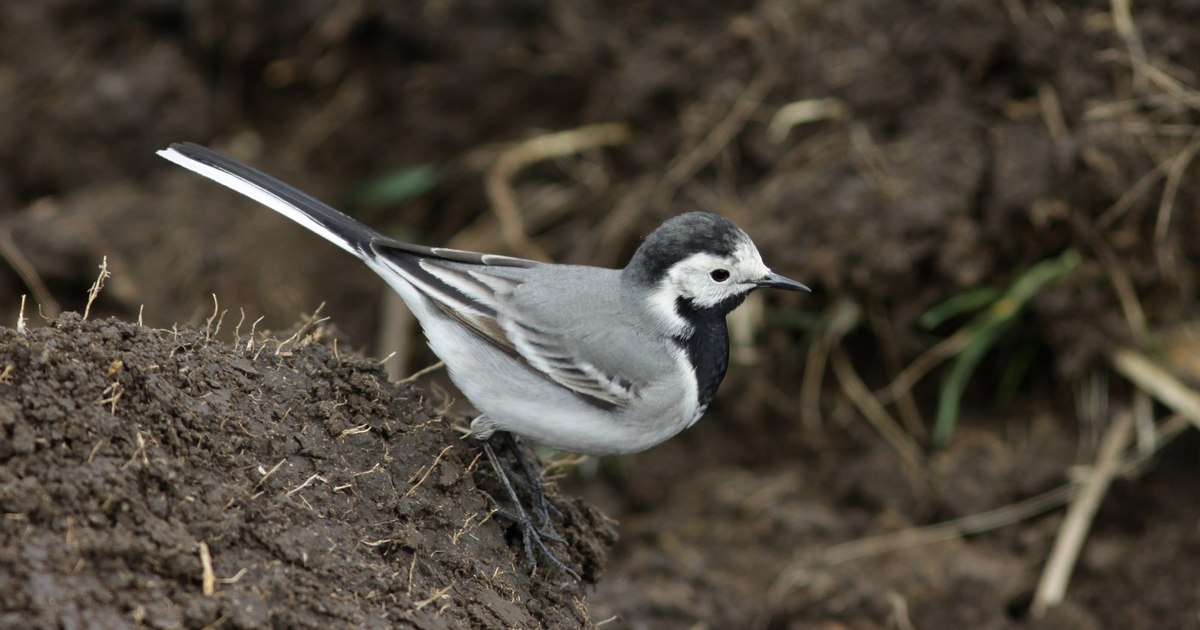 FOTO Prim planuri spectaculoase cu vestitorii primăverii: barza, cucul ...