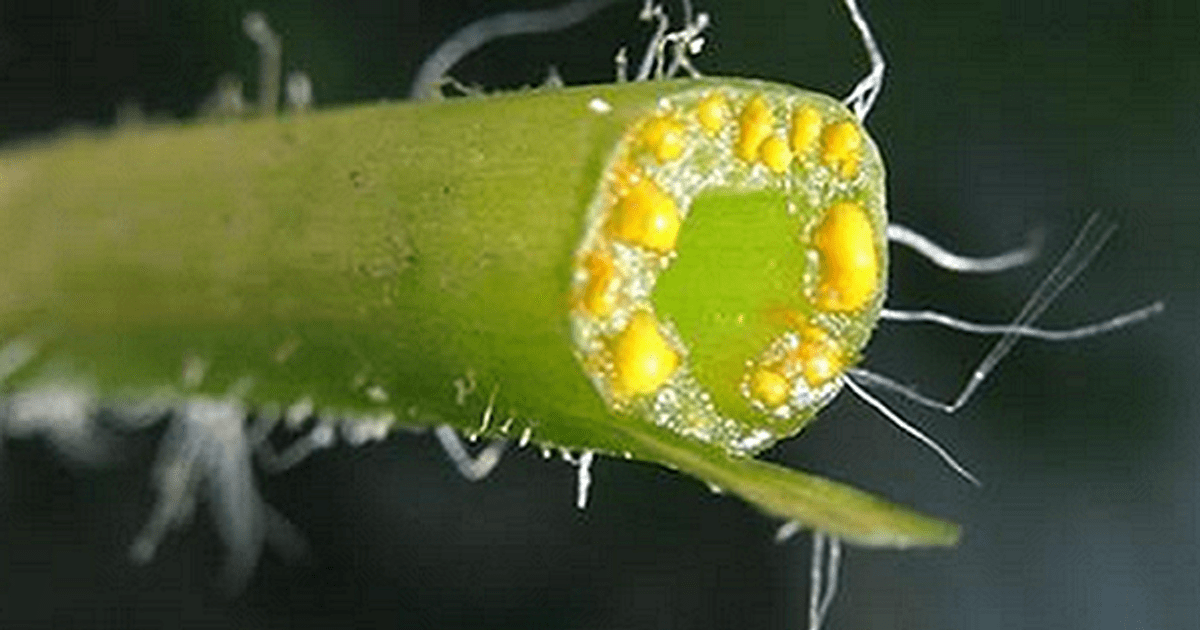 Ai negi si veruci? Planta care te scapa de aceste probleme