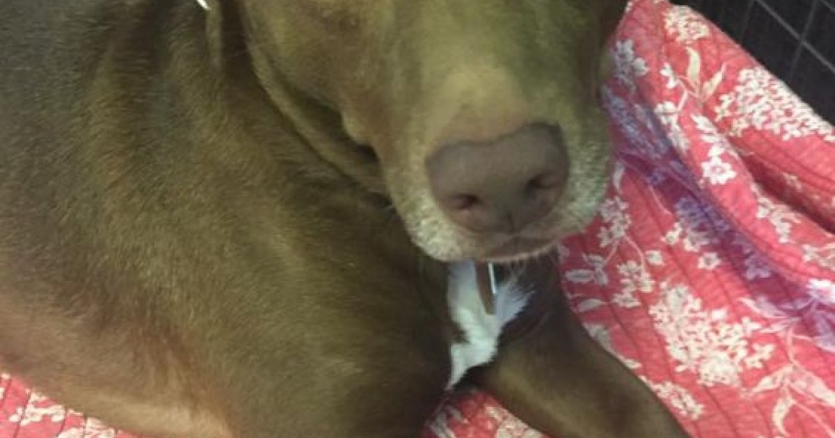 Un pitbull şi un şoricar au făcut un pui împreună! Cum arată simpaticul ...