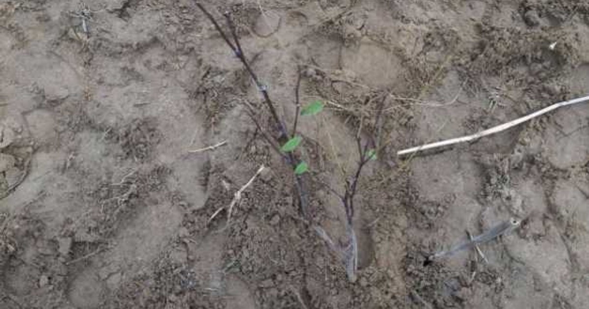 FOTO 5000 de salcâmi au fost plantaţi în localitatea doljeană Călăraşi ...