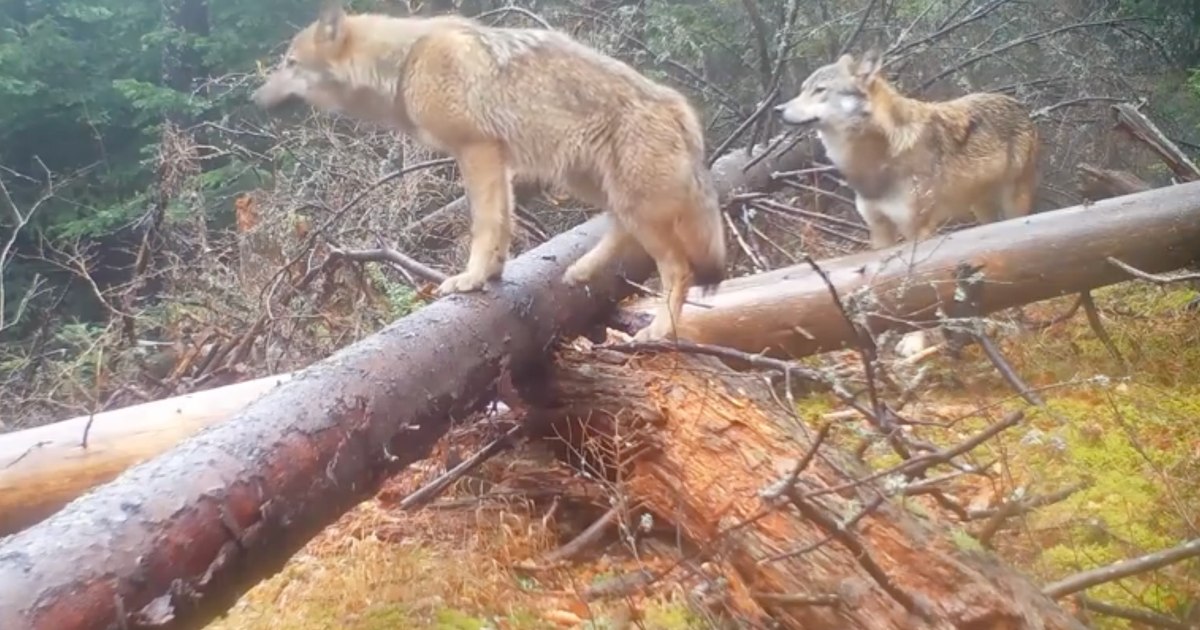 Fauna României, surprinsă de o cameră din munții Piatra Craiului ...