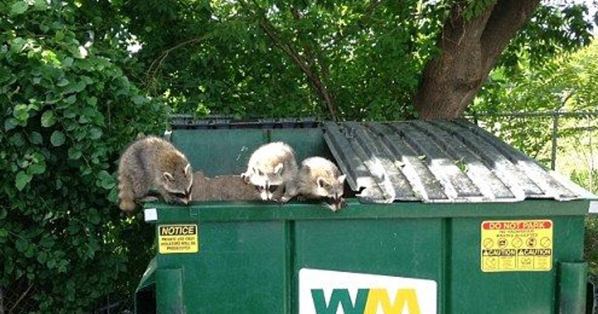 Tokyo luptă cu atacurile ratonilor. Din animale de companie, au ajuns ...