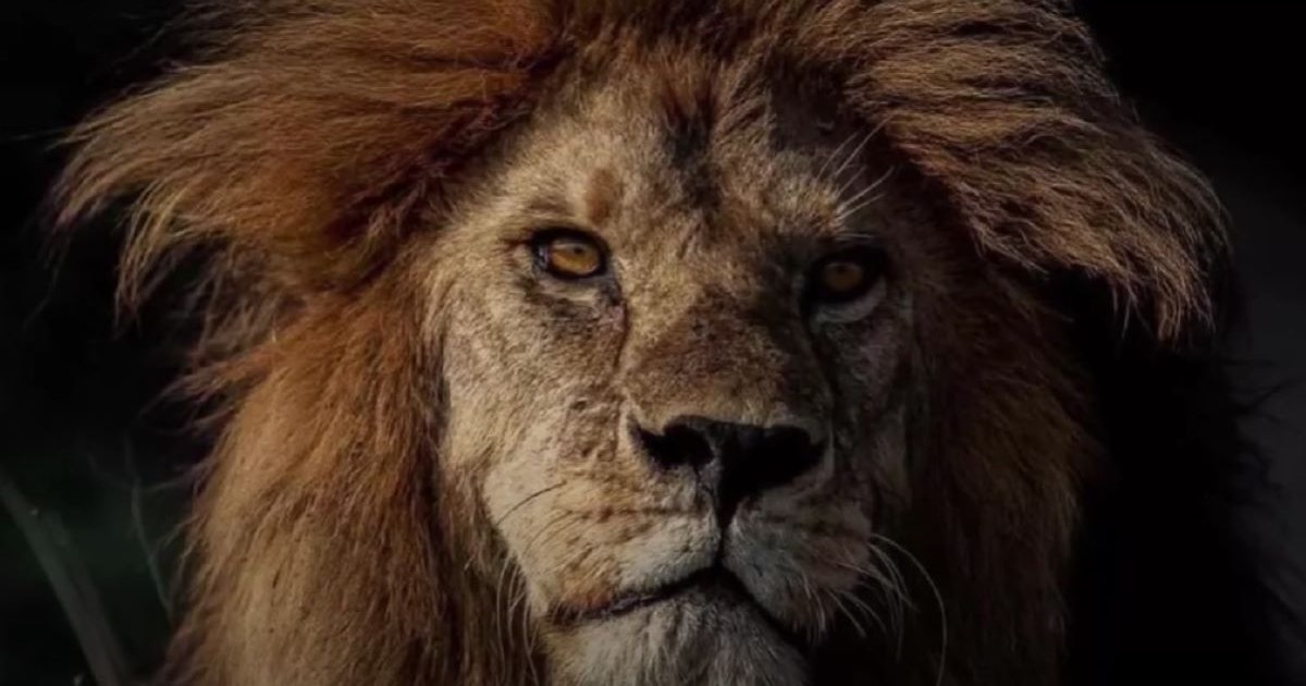 Tanzania: Leul Bob Junior, cunoscut şi ca „regele din Serengeti“, a ...