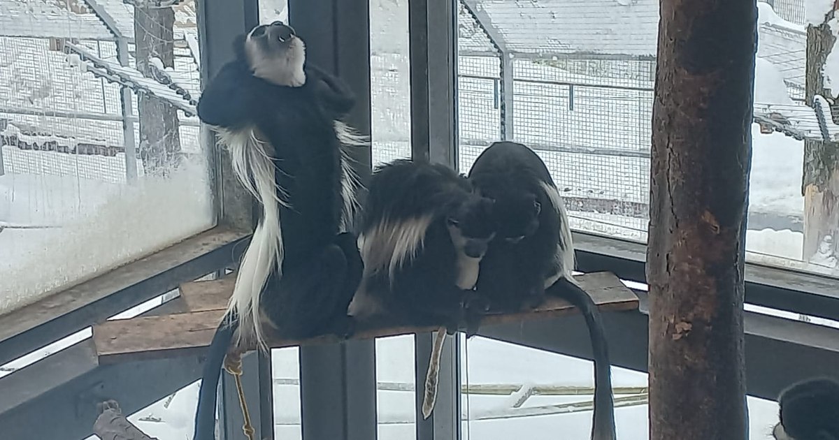 Animalele exotice de la Zoo Brașov, protejate de ger. Ce fac ...