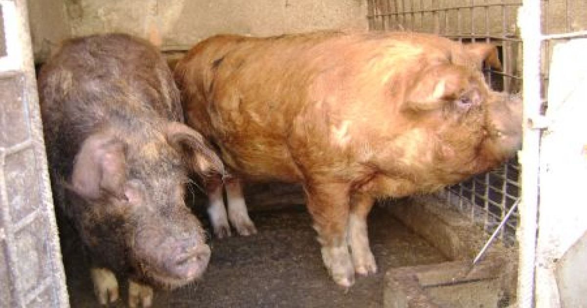 Focar de trichineloză într-o familie de țigani din localitatea ...