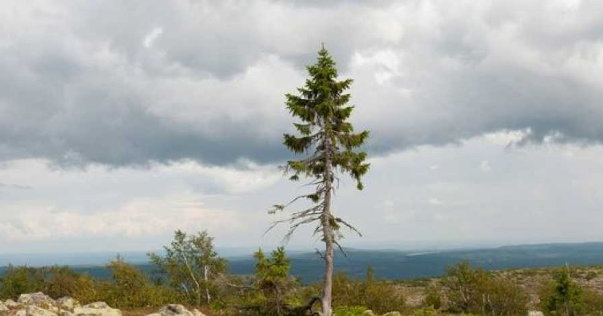 Cel mai bătrân copac din lume are peste 9.500 de ani | adevarul.ro