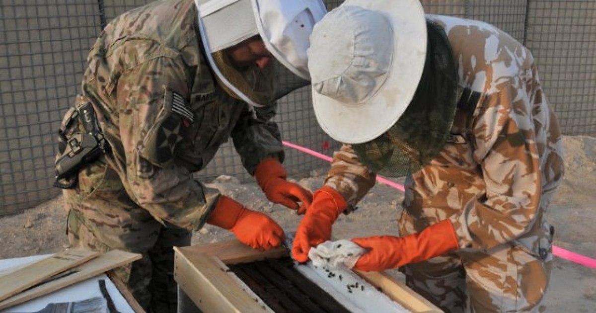 Soldatul român care a salvat albinele armatei americane din Afganistan ...