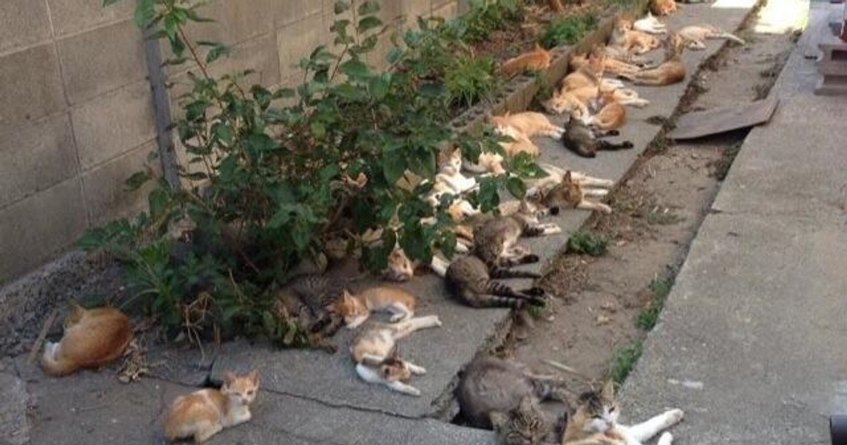 Insula din Japonia unde trăiesc mai multe pisici decât oameni. Declinul ...