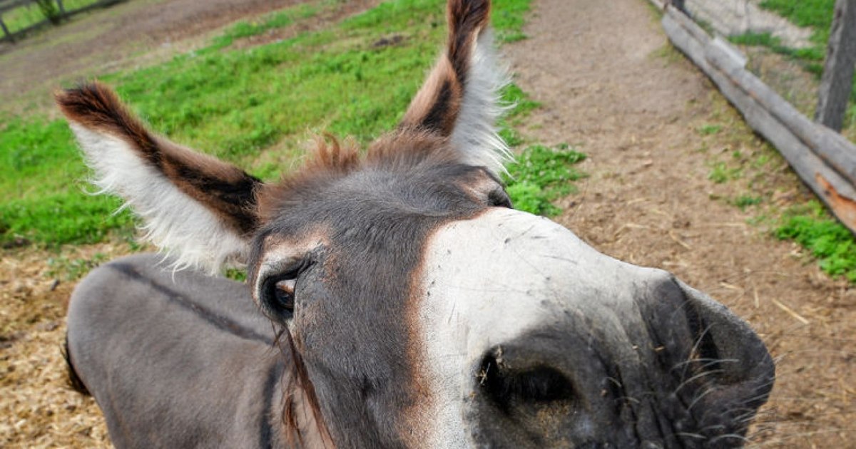 Cum a fost salvat un măgăruș în stare gravă cu ajutorul a 24 de litri ...