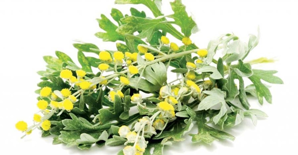 Ceaşca de sănătate: Un panaceu mai puţin cunoscut: cura cu vin de pelin